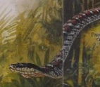 Paradise Tree Snake | NatureRules1 Wiki | Fandom