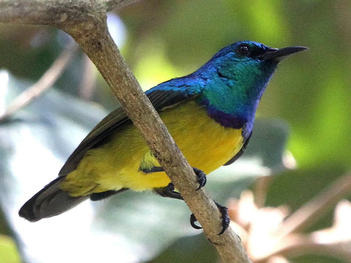 Collared Sunbird | NatureRules1 Wiki | Fandom