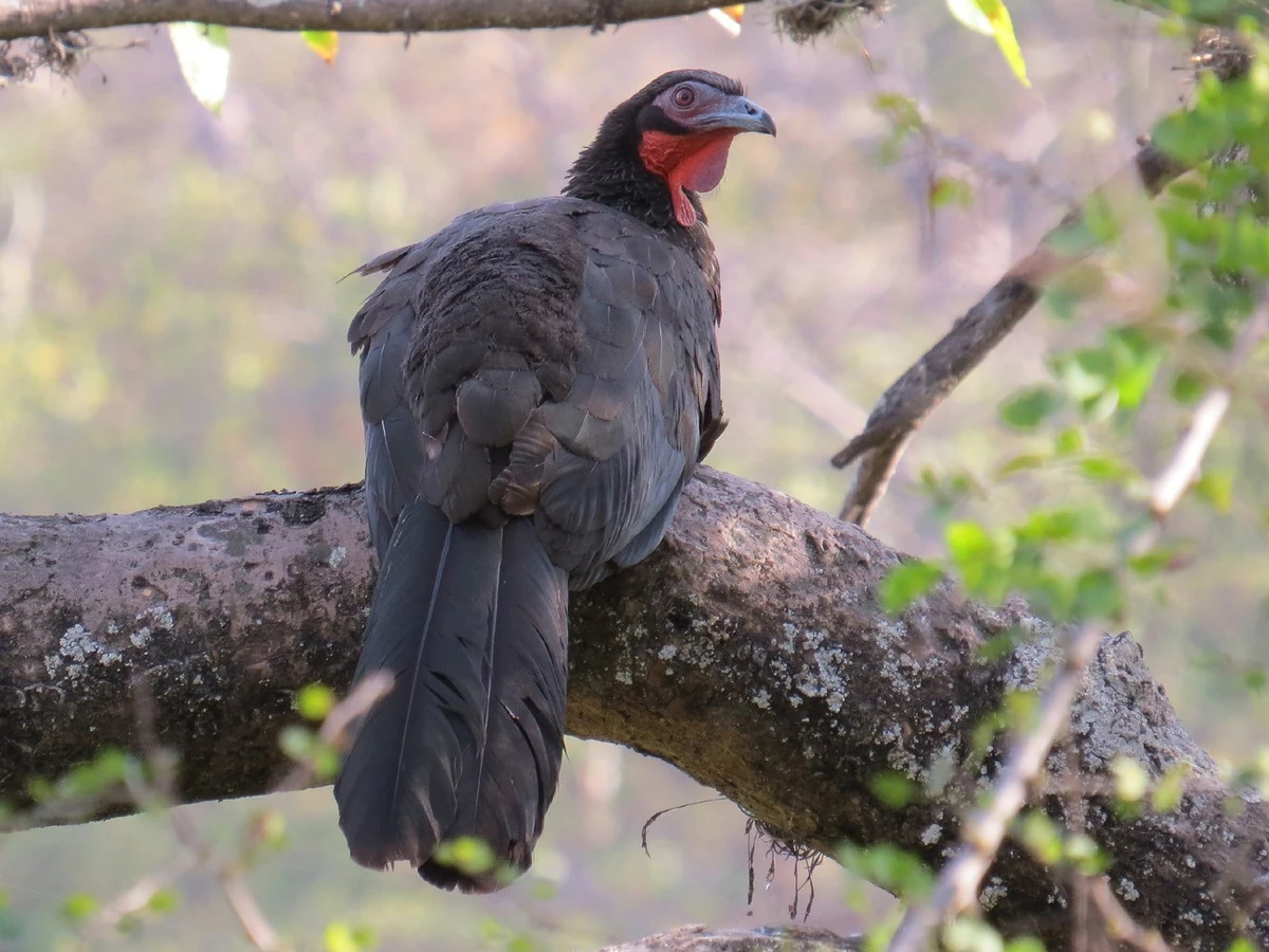 White-winged Guan | NatureRules1 Wiki | Fandom