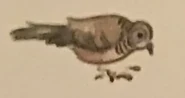 Zebra Dove | NatureRules1 Wiki | Fandom