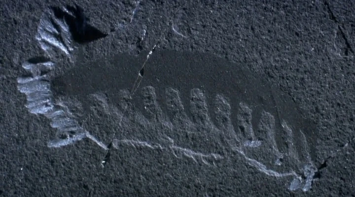 Aysheaia | NatureRules1 Wiki | Fandom