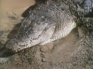 Mugger Crocodile | NatureRules1 Wiki | Fandom