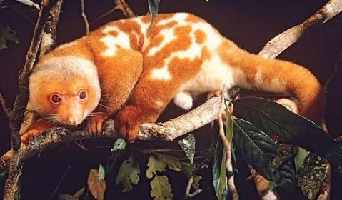 Common Spotted Cuscus | NatureRules1 Wiki | Fandom