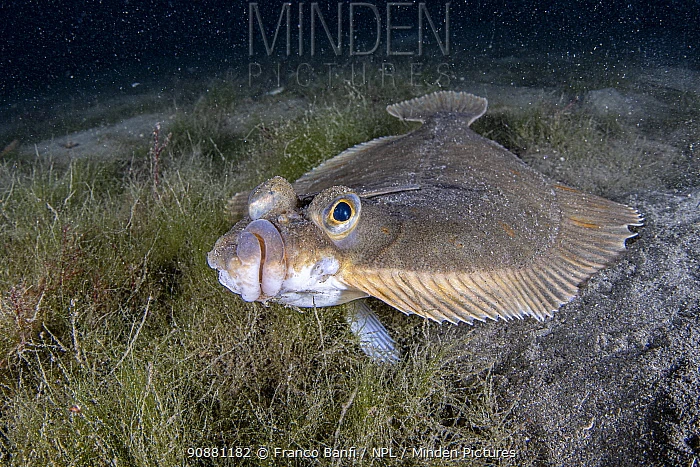 Common Dab | NatureRules1 Wiki | Fandom