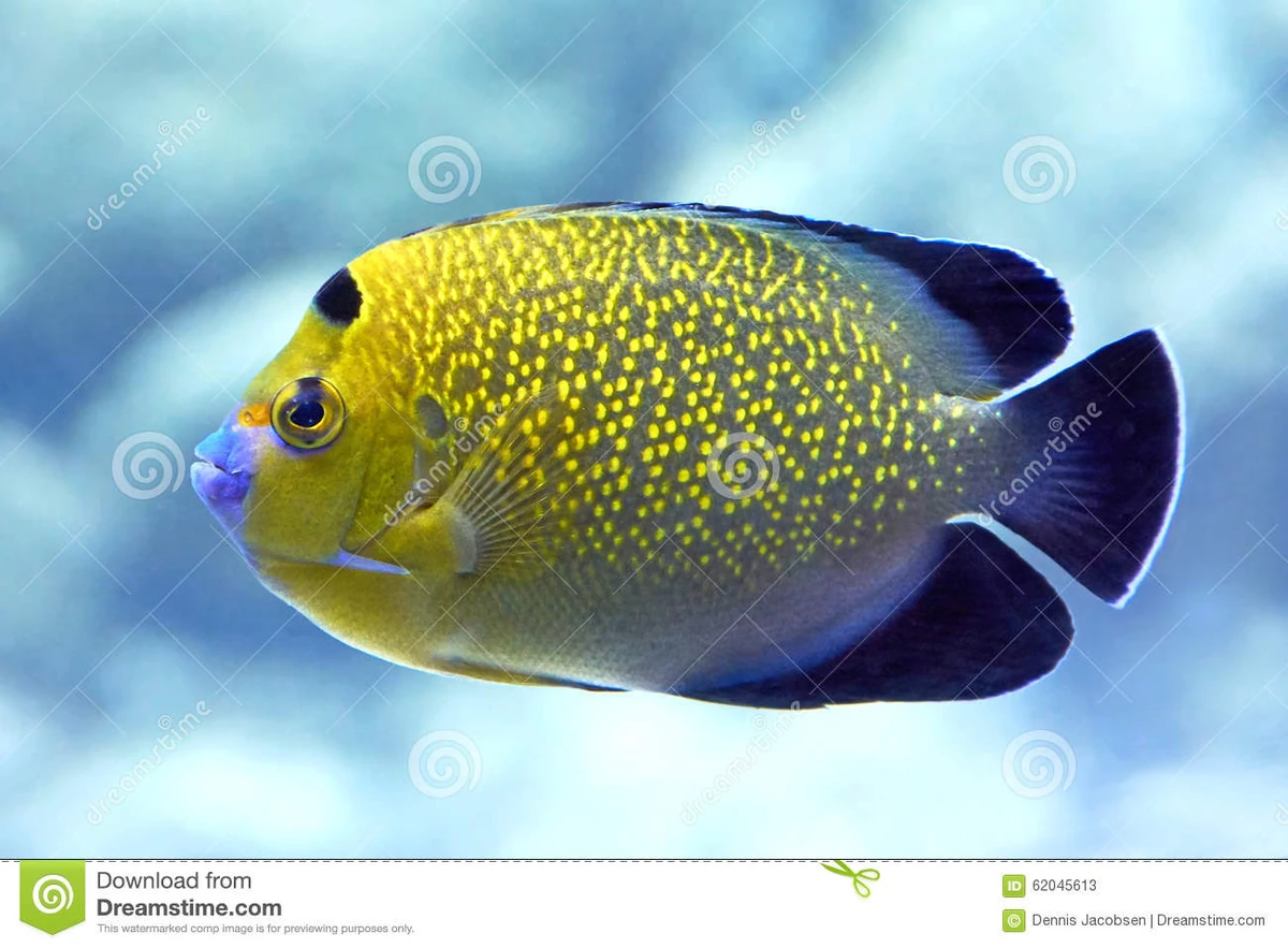 Goldflake Angelfish | NatureRules1 Wiki | Fandom