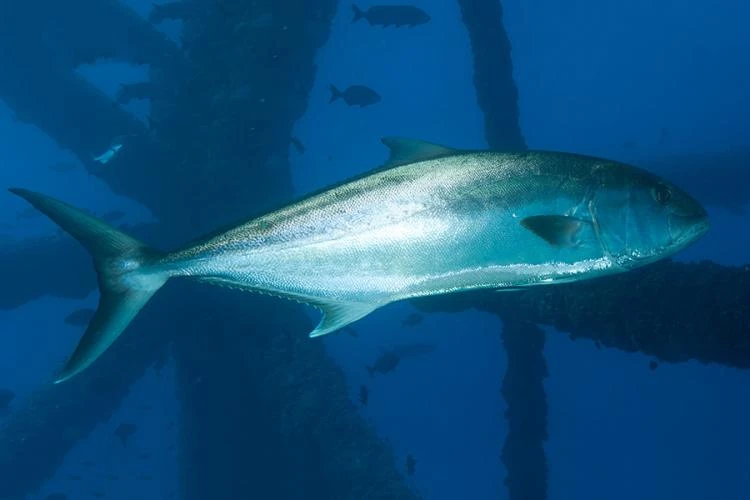 Greater Amberjack | NatureRules1 Wiki | Fandom