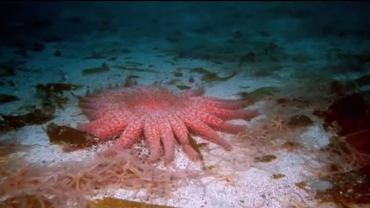 Discuss Everything About NatureRules1 Wiki | Fandom