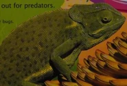 Common Chameleon | NatureRules1 Wiki | Fandom