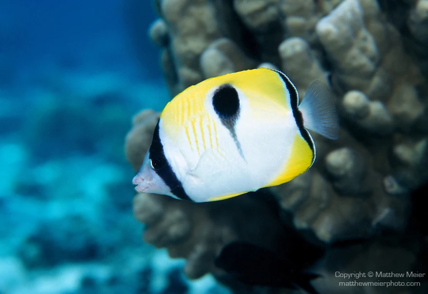 Teardrop Butterflyfish | NatureRules1 Wiki | Fandom
