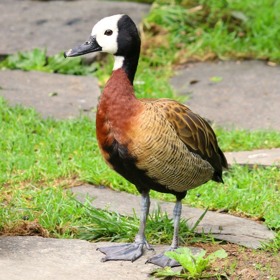 White-faced Whistling Duck | NatureRules1 Wiki | Fandom