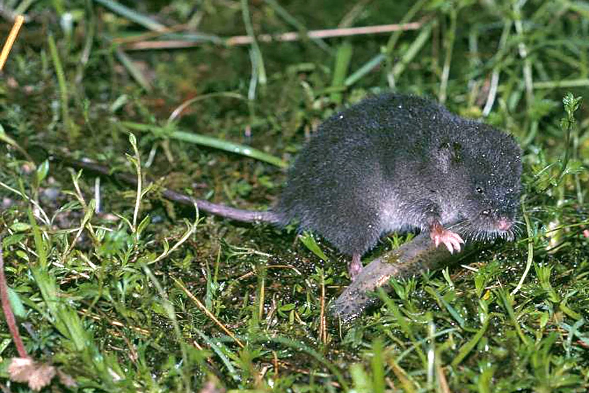 Chibchan Water Mouse | NatureRules1 Wiki | Fandom