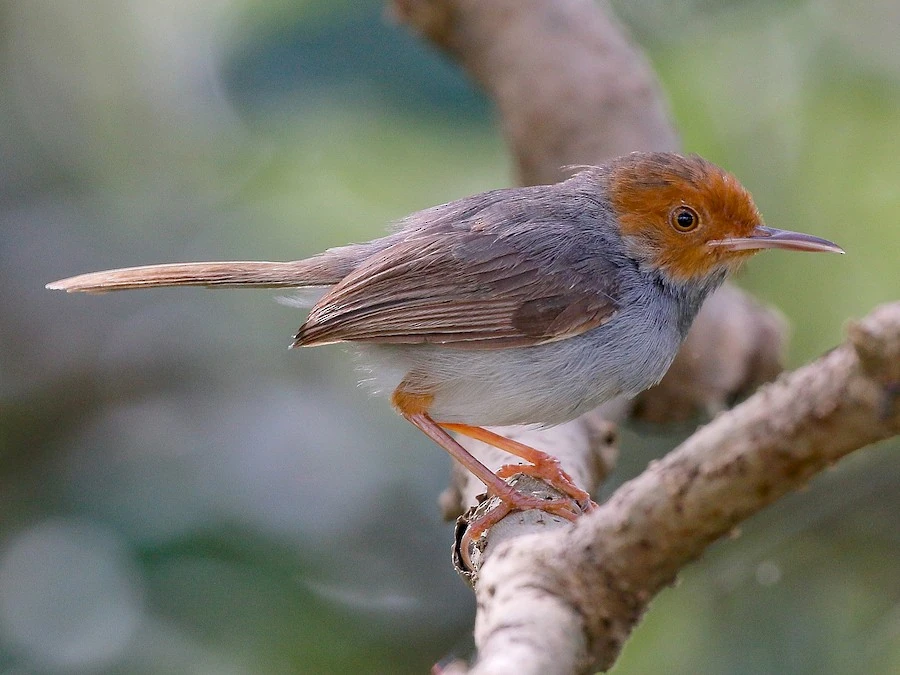 Ashy Tailorbird | NatureRules1 Wiki | Fandom