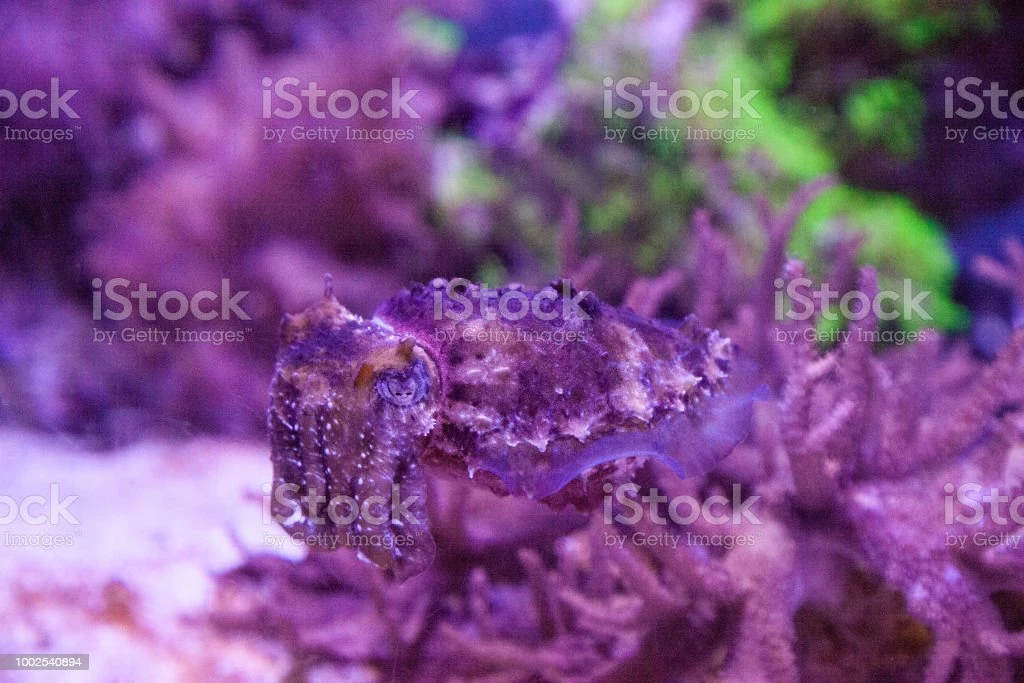 Dwarf Cuttlefish | NatureRules1 Wiki | Fandom