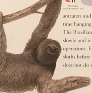 Maned Sloth | NatureRules1 Wiki | Fandom