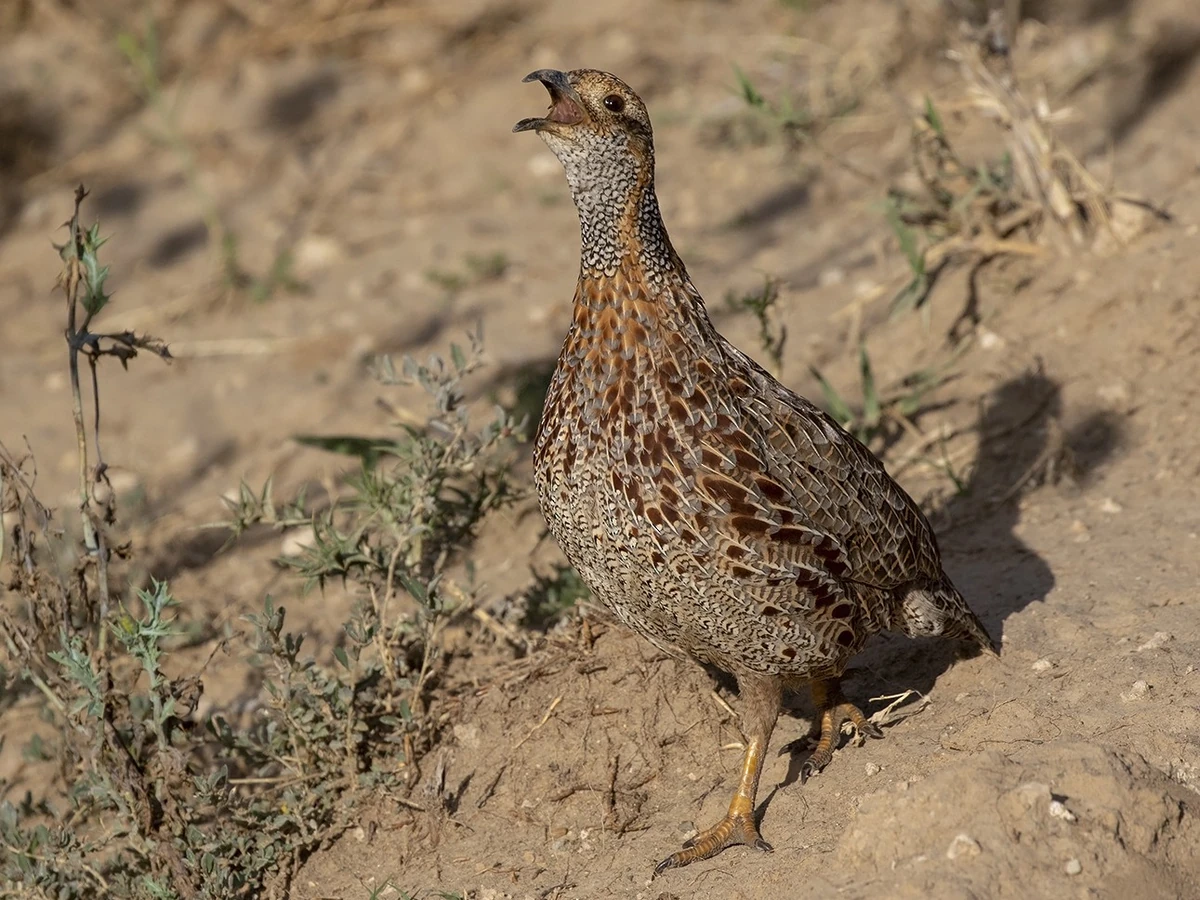 Grey-winged Francolin | NatureRules1 Wiki | Fandom