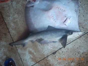 Irrawaddy River Shark | NatureRules1 Wiki | Fandom