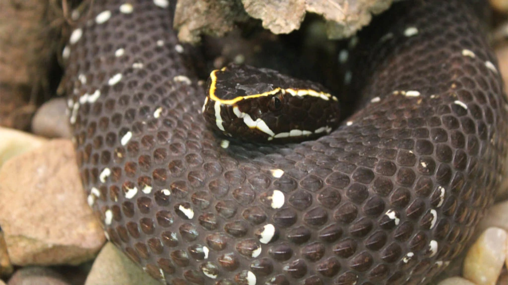 Mexican Cantil | NatureRules1 Wiki | Fandom