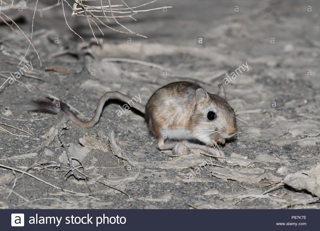 Northern Three-toed Jerboa | NatureRules1 Wiki | Fandom