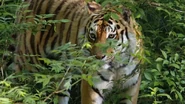 Siberian Tiger | NatureRules1 Wiki | Fandom