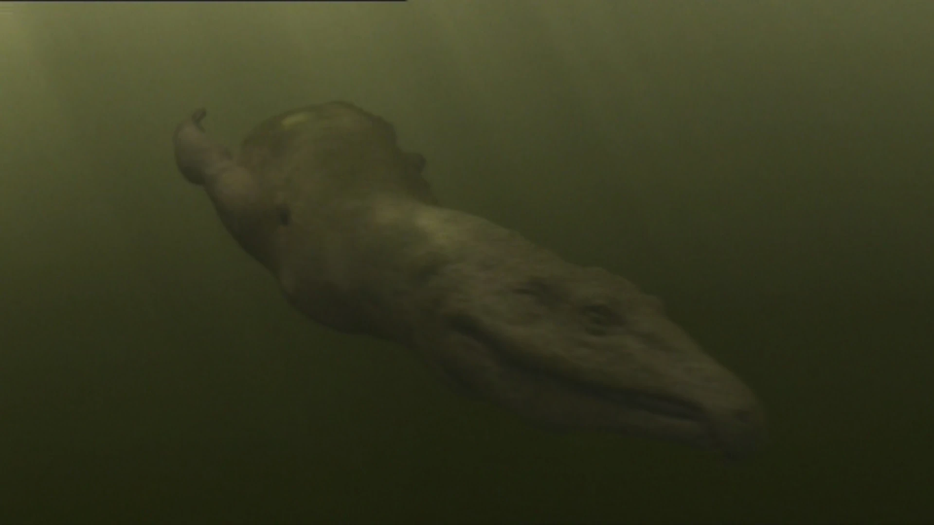Proterosuchus