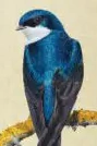 Tree Swallow | NatureRules1 Wiki | Fandom