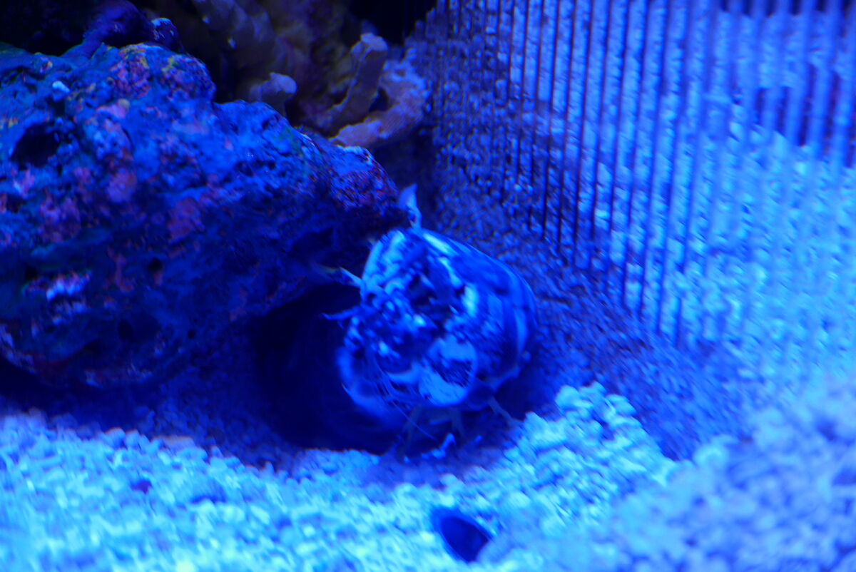 Zebra Mantis Shrimp Naturerules1 Wiki Fandom