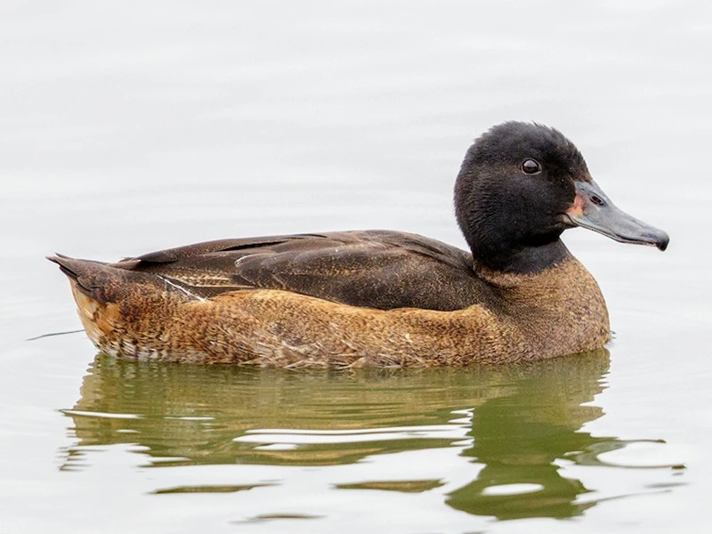 Black-headed Duck | NatureRules1 Wiki | Fandom