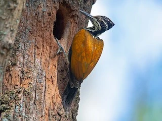 Malabar Flameback | NatureRules1 Wiki | Fandom