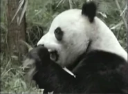 Giant Panda | NatureRules1 Wiki | Fandom