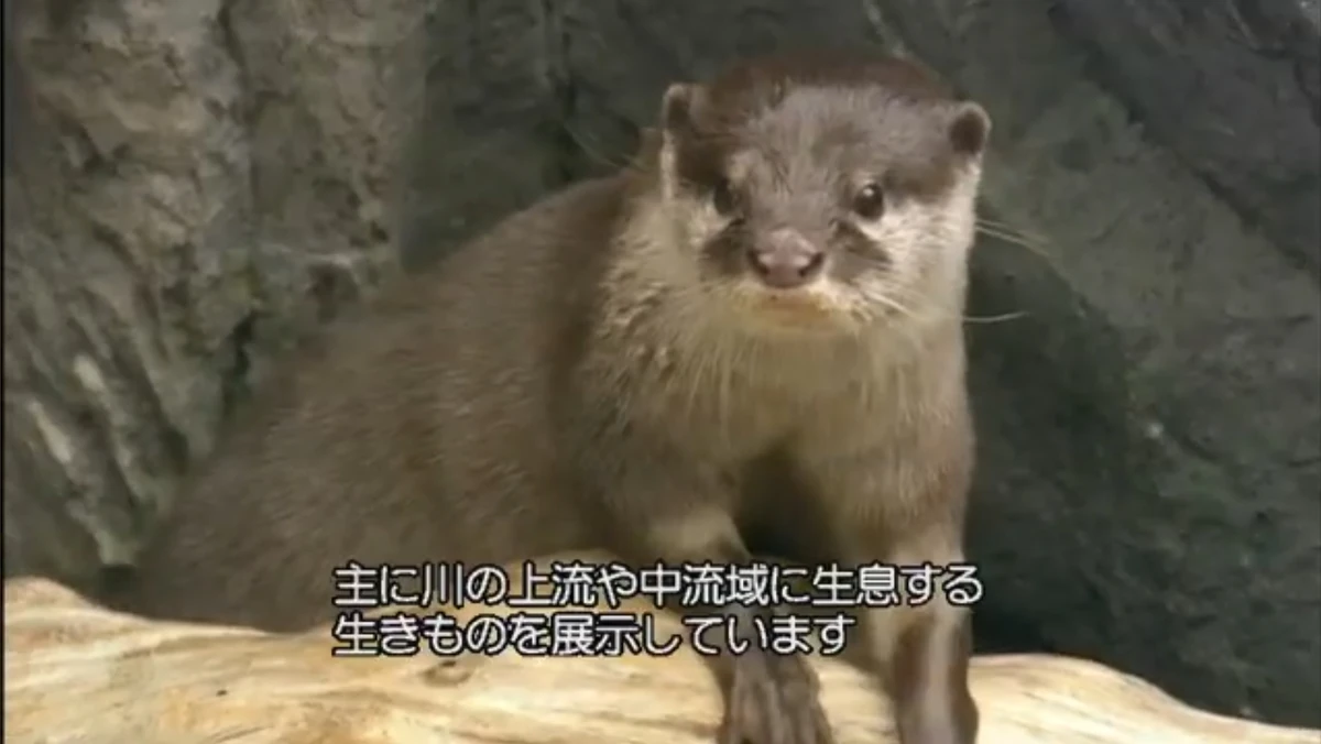 River Scout | NatureRules1 Wiki | Fandom