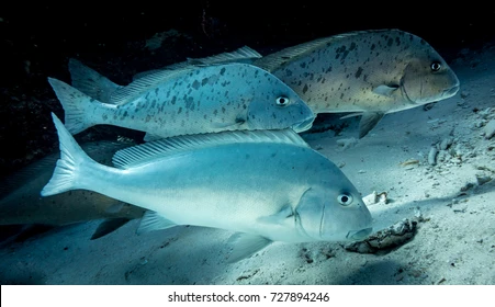 Painted Sweetlips | NatureRules1 Wiki | Fandom