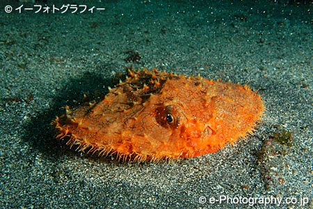 Starry Handfish | NatureRules1 Wiki | Fandom