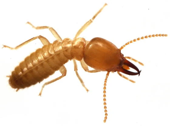 Formosan Subterranean Termite | NatureRules1 Wiki | Fandom