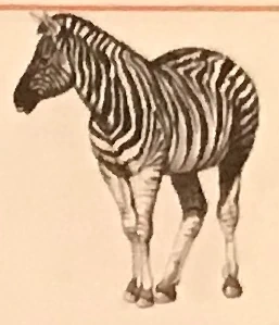 Plains Zebra/Books | NatureRules1 Wiki | Fandom