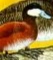Ruddy Duck | NatureRules1 Wiki | Fandom