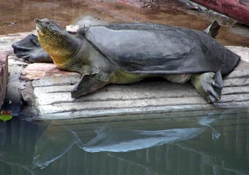Yangtze Giant Softshell Turtle | NatureRules1 Wiki | Fandom