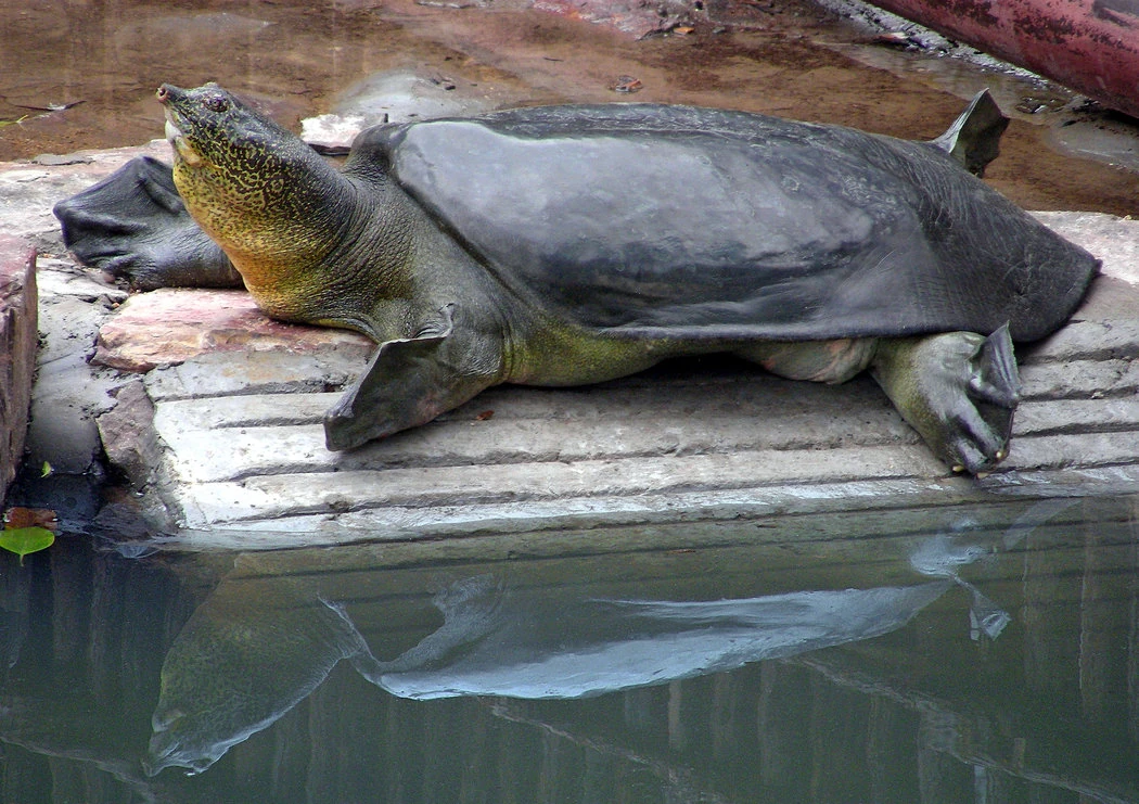 Yangtze Giant Softshell Turtle | NatureRules1 Wiki | Fandom