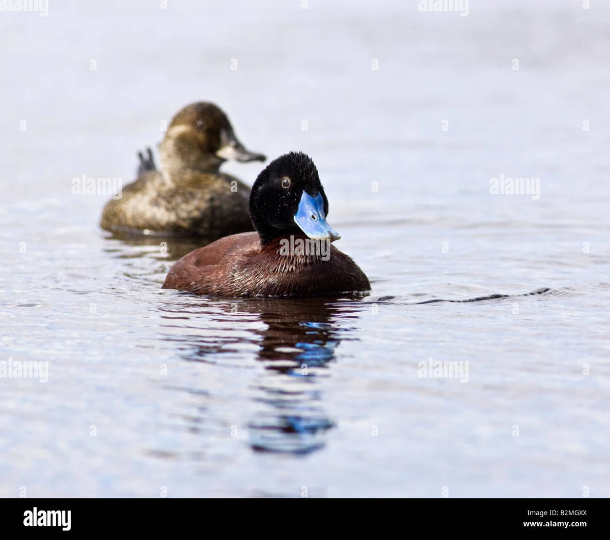 Blue-billed Duck | NatureRules1 Wiki | Fandom