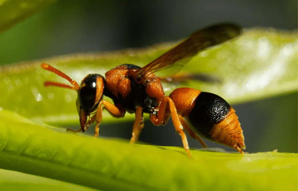 Australian Hornet | NatureRules1 Wiki | Fandom