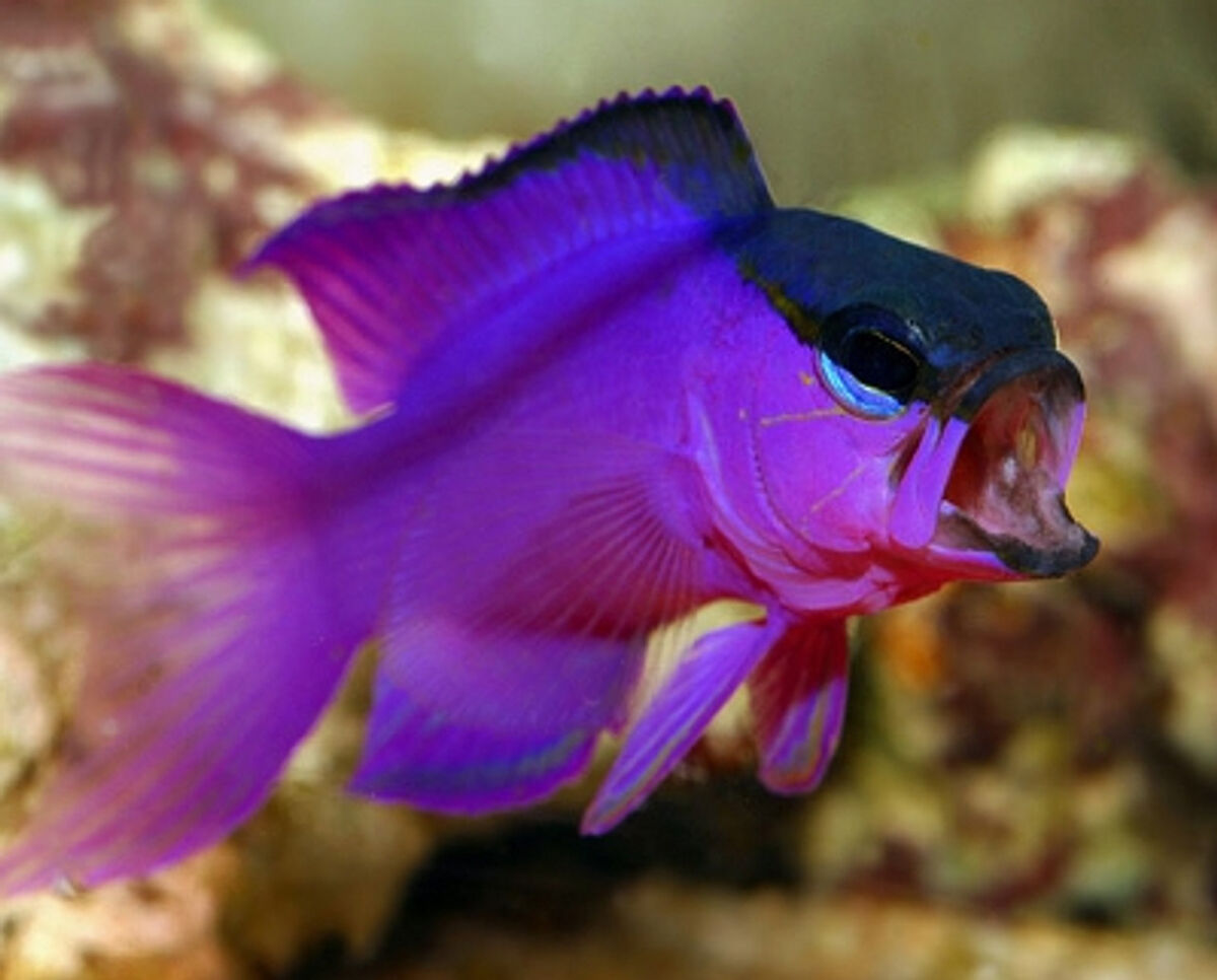Blackcap Basslet | NatureRules1 Wiki | Fandom