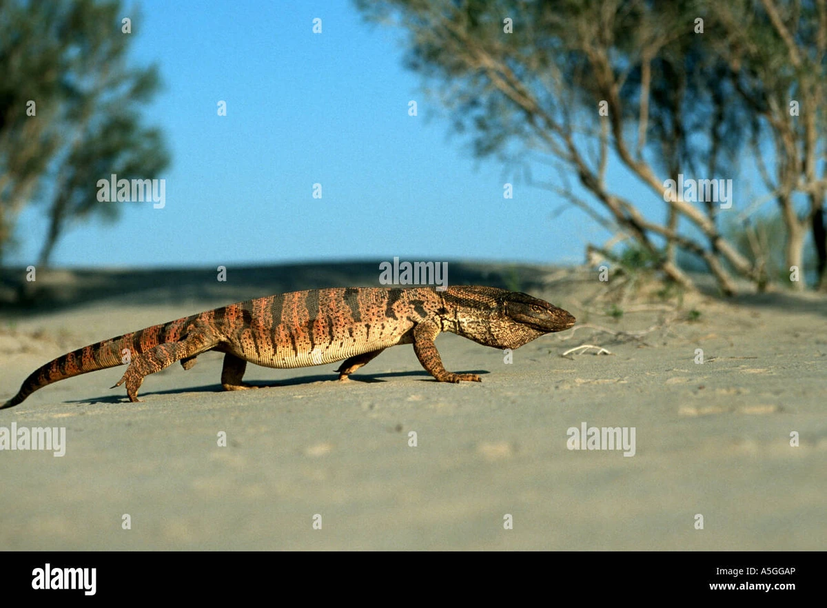 Desert Monitor | NatureRules1 Wiki | Fandom