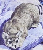 Ringtail | NatureRules1 Wiki | Fandom