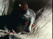 Senegal Bushbaby | NatureRules1 Wiki | Fandom