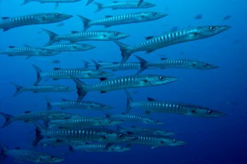 Sawtooth Barracuda | NatureRules1 Wiki | Fandom