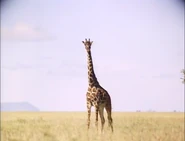 Reticulated Giraffe | NatureRules1 Wiki | Fandom