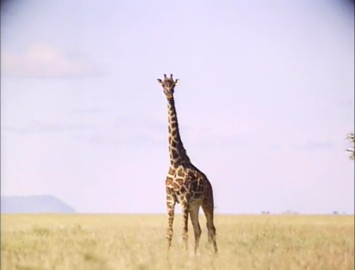 List of Species from Spongebob SquarePants | NatureRules1 Wiki | Fandom