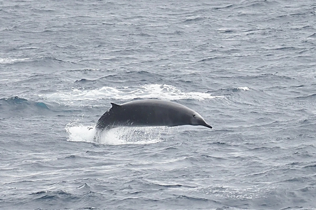 True's Beaked Whale | NatureRules1 Wiki | Fandom