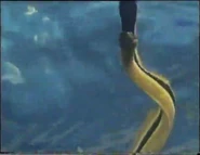 Yellow-Bellied Sea Snake | NatureRules1 Wiki | Fandom