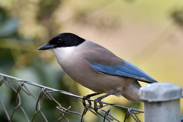 Evropska Plava Svraka EBird, 48% OFF | www.micoope.com.gt