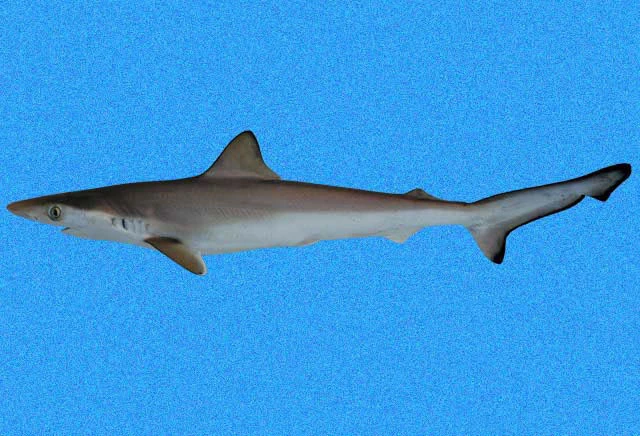 Brazilian Sharpnose Shark | NatureRules1 Wiki | Fandom